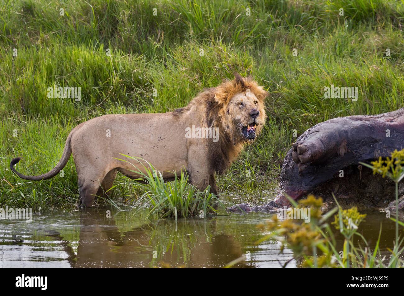 Dead lion hi-res stock photography and images - Alamy