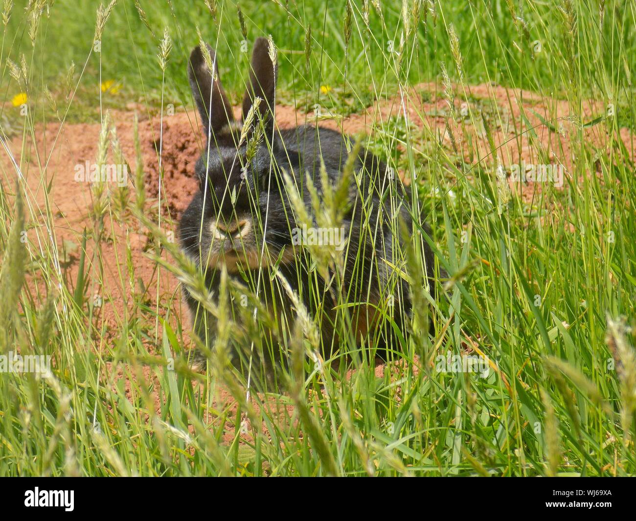 Rabbit in grass hi-res stock photography and images - Alamy