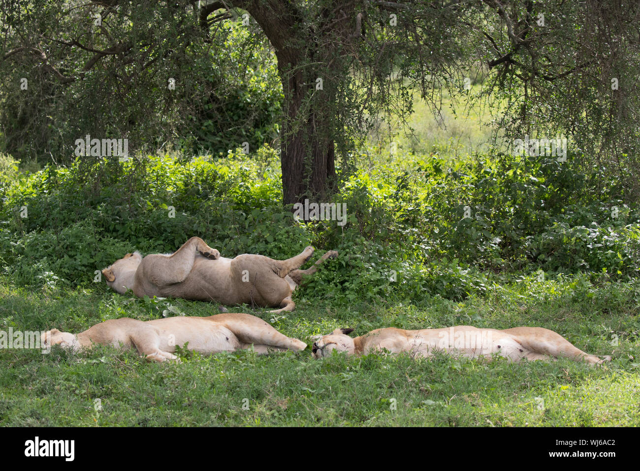 Shade tree hi-res stock photography and images - Alamy
