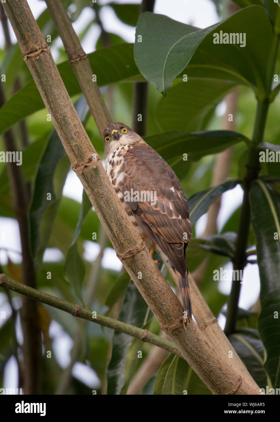 Little Sparrowhawk (Accipiter minullus) Arusha, Tanzania. Smallest ...