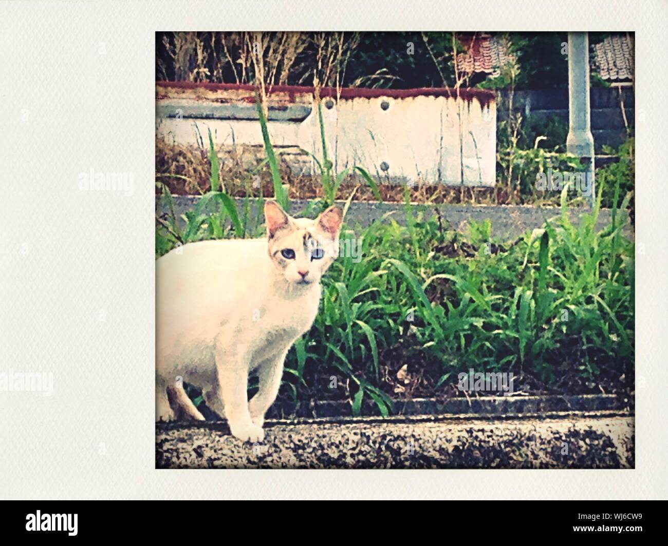 Cat stares hi-res stock photography and images - Alamy