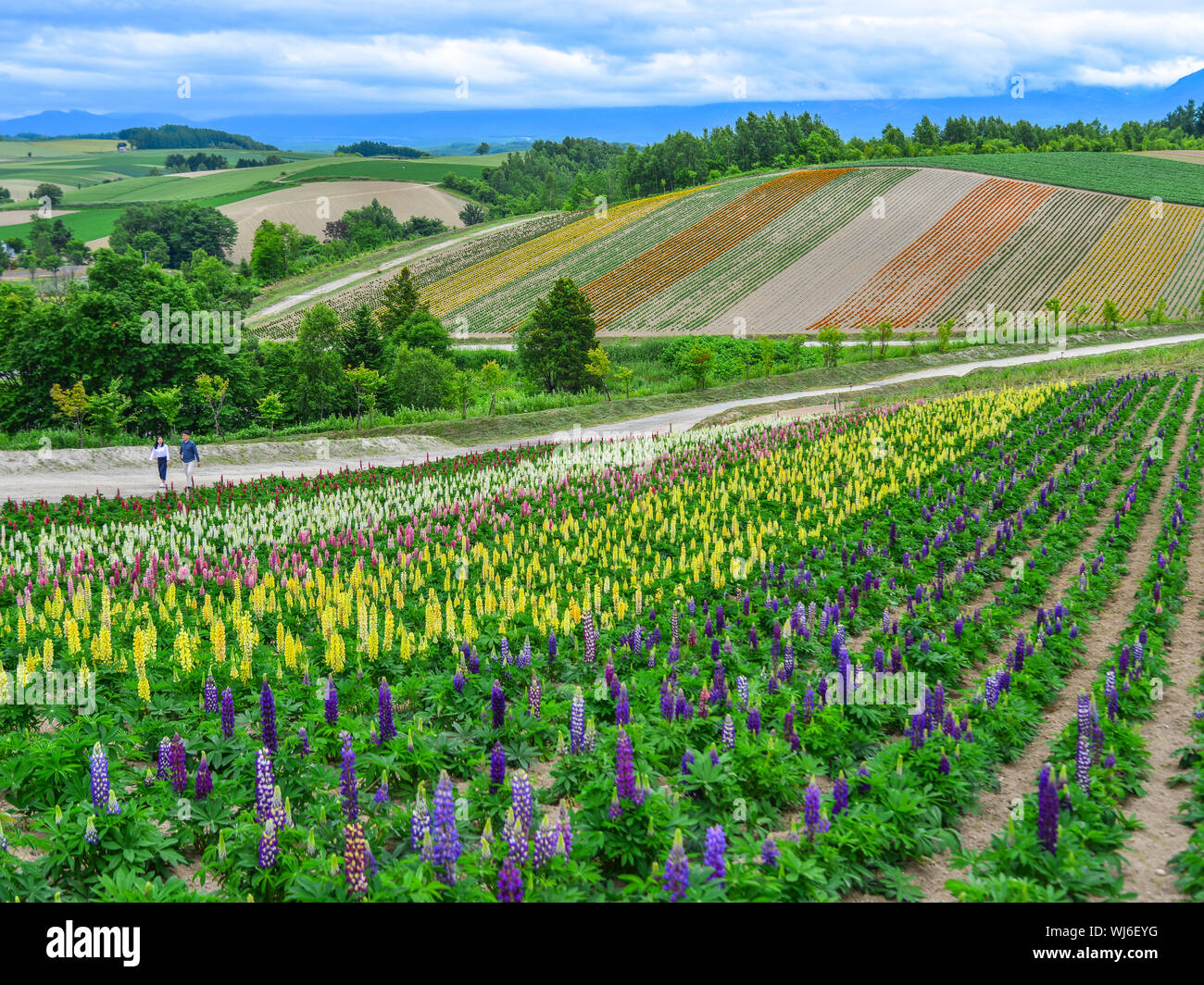 Biei, Japan - Jul 1, 2019. Colorful flower field in Shikisai-no-oka, a ...