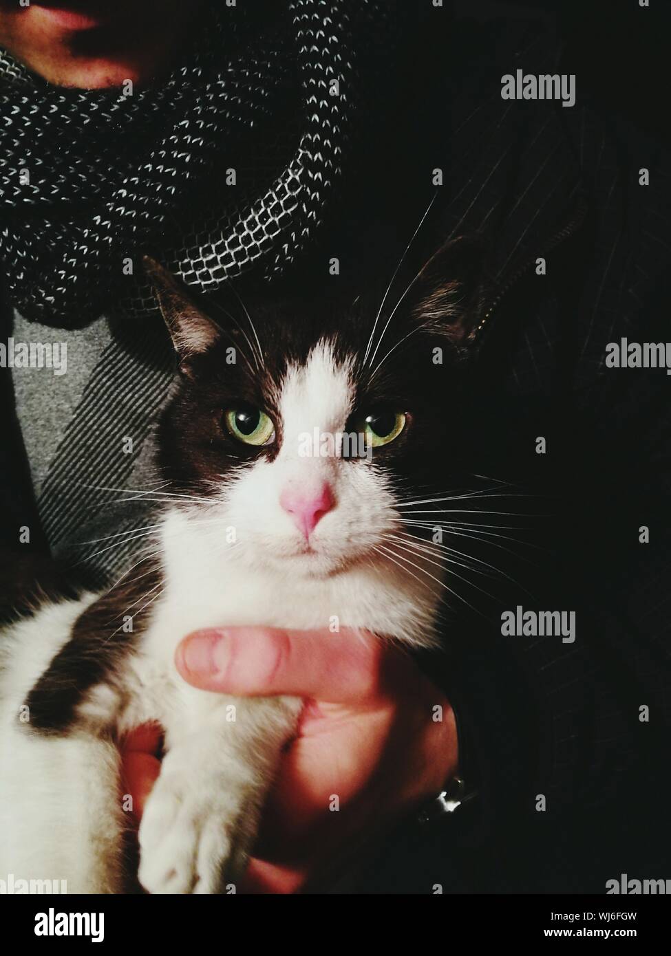 Human cat bonding hi-res stock photography and images - Alamy