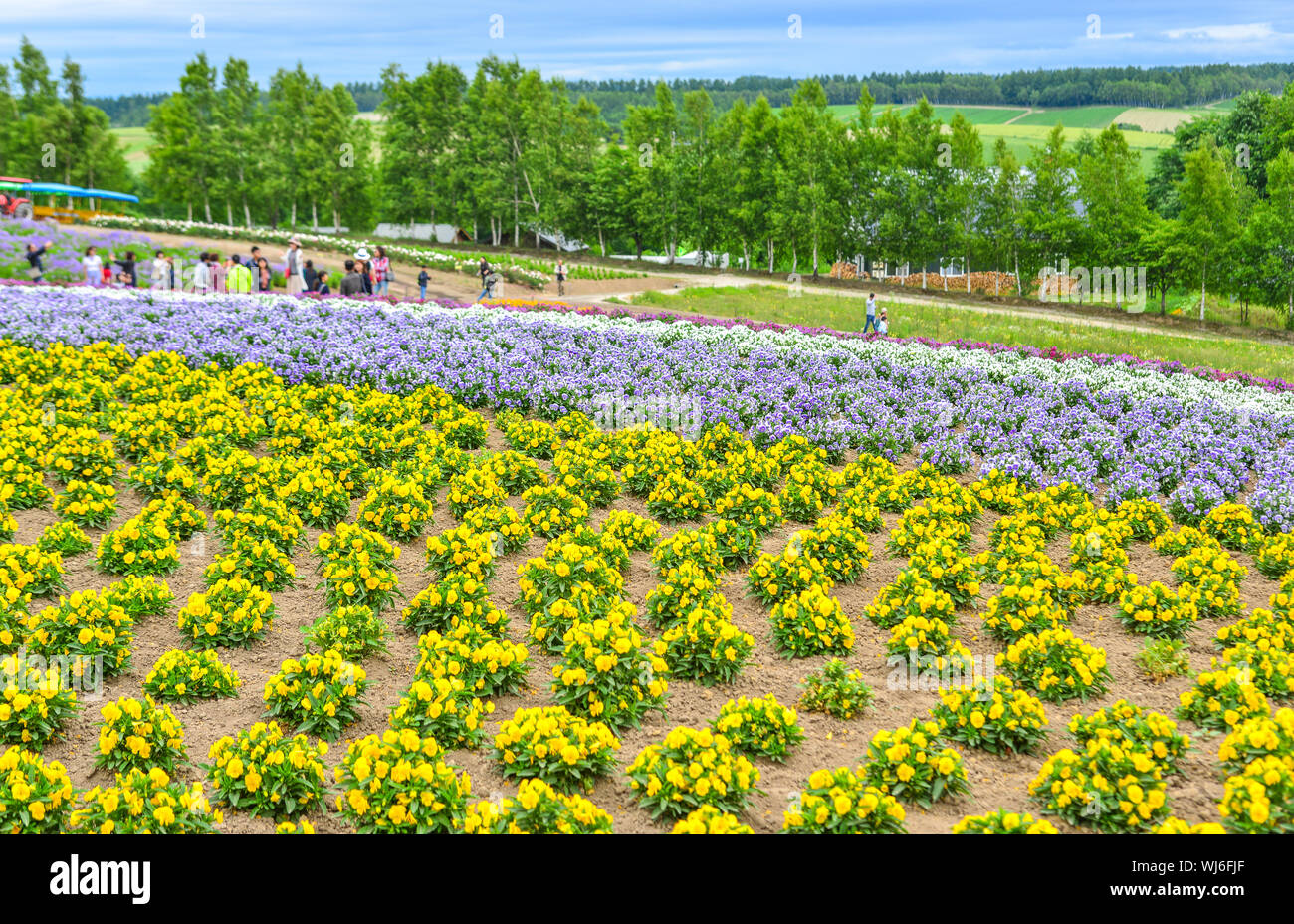 Colorful flower field in popular spot for sightseeing of Biei Town ...