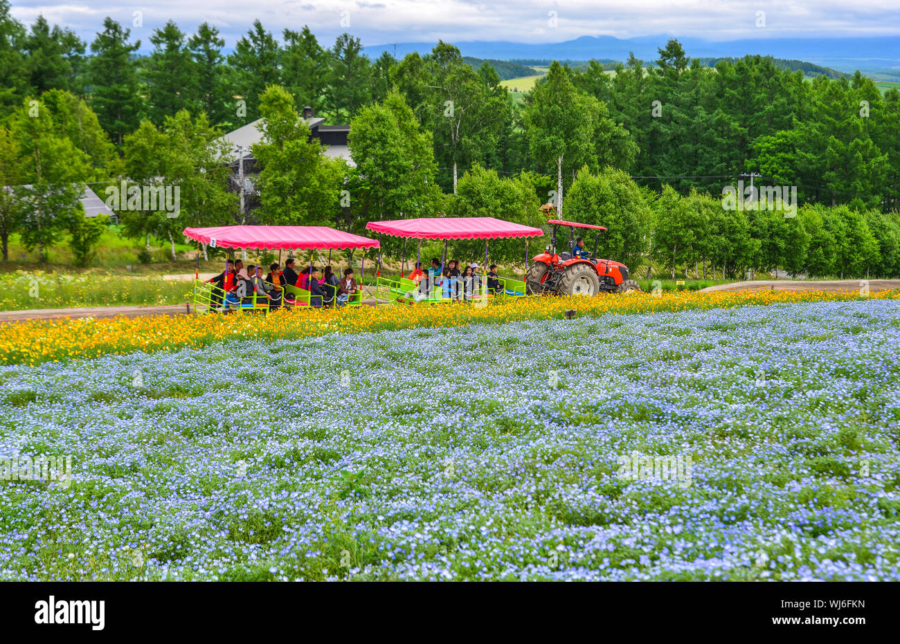 Biei, Japan - Jul 1, 2019. Colorful flower field in Shikisai-no-oka, a ...