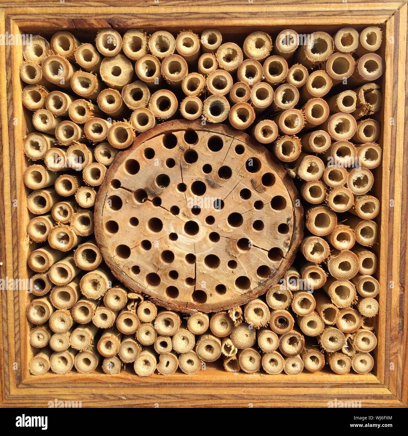 Bug house hi-res stock photography and images - Alamy