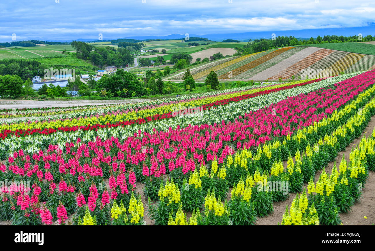 Colorful flower field in popular spot for sightseeing of Biei Town ...