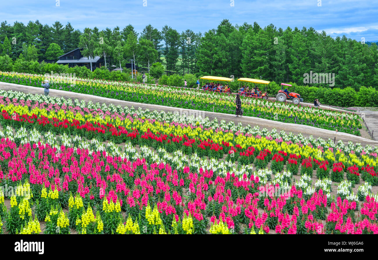Biei, Japan - Jul 1, 2019. Colorful flower field in Shikisai-no-oka, a ...