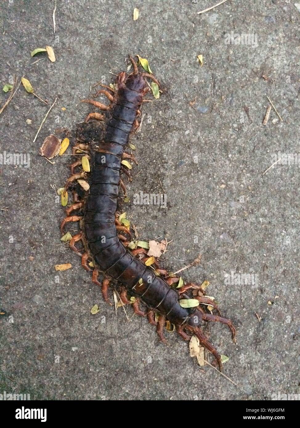 Dead centipede hi-res stock photography and images - Alamy