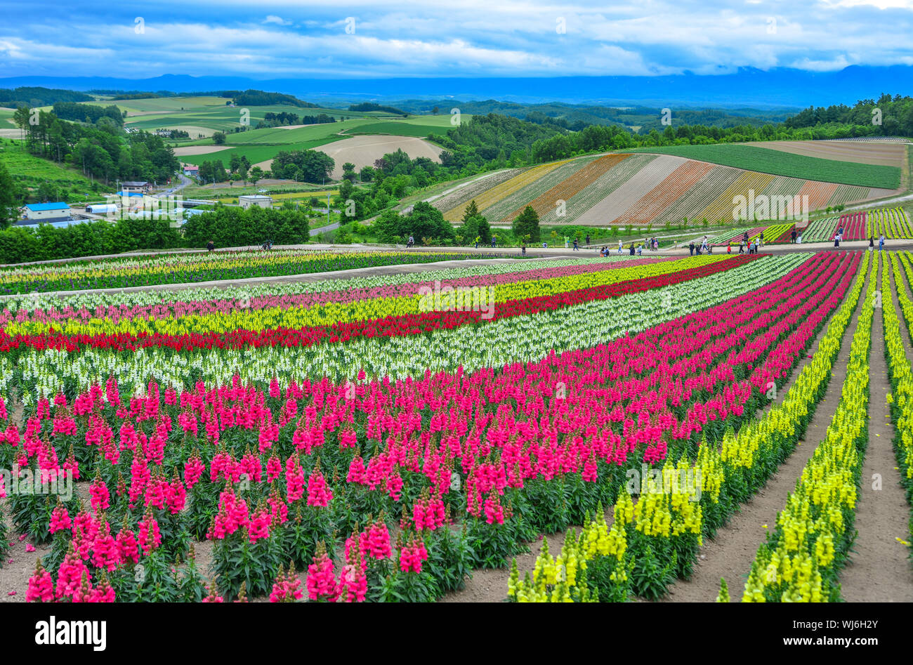 Colorful flower field in popular spot for sightseeing of Biei Town ...