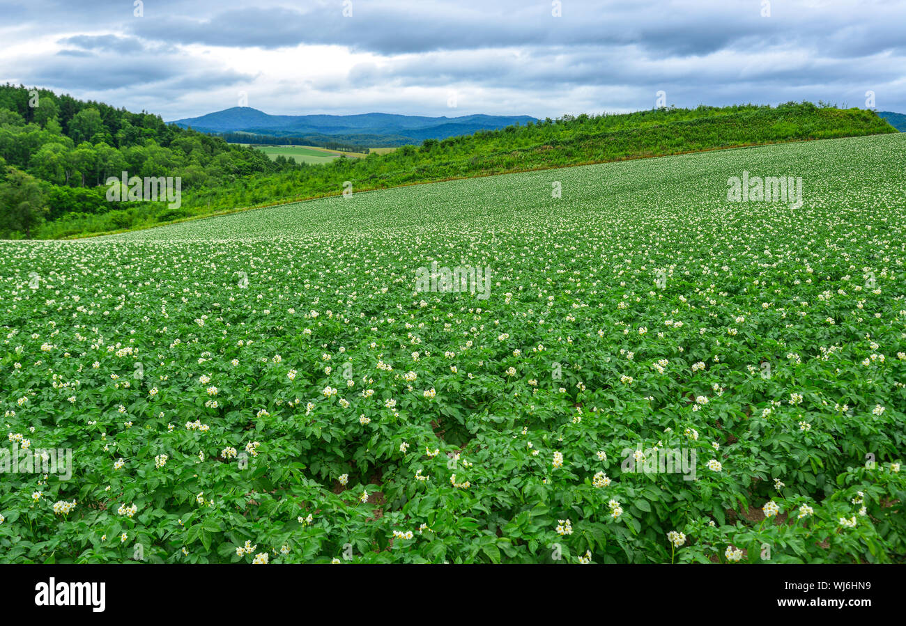 Beautiful potato field with flowers at summer day in Furano Township ...