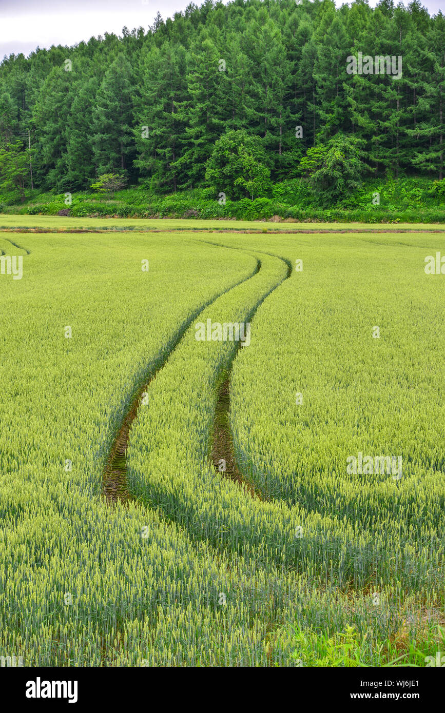 Beautiful rural scenery at summer day in Furano Township, Hokkaido ...