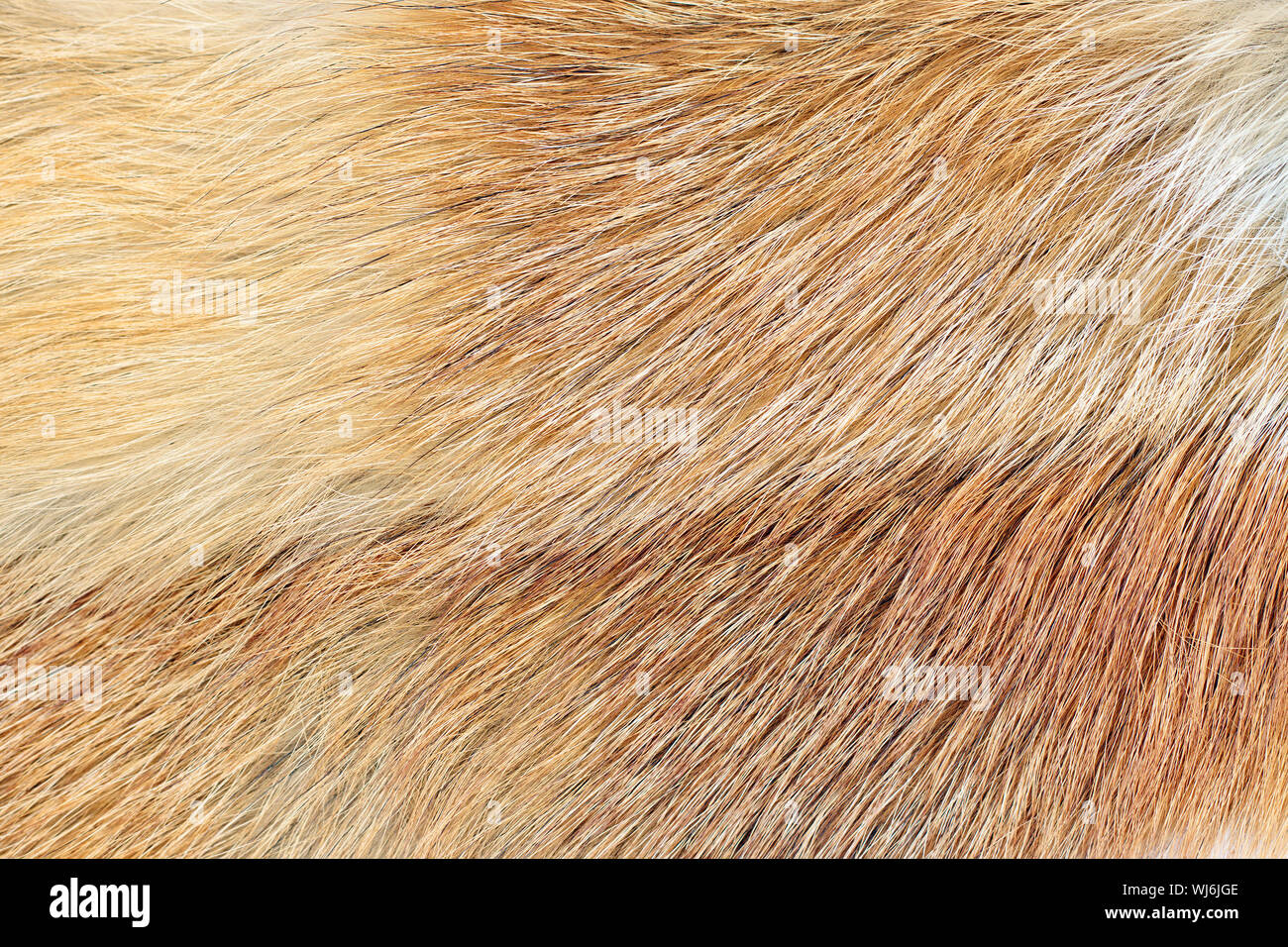 A closeup shot of mink fur. Great background, texture or wallpaper ...