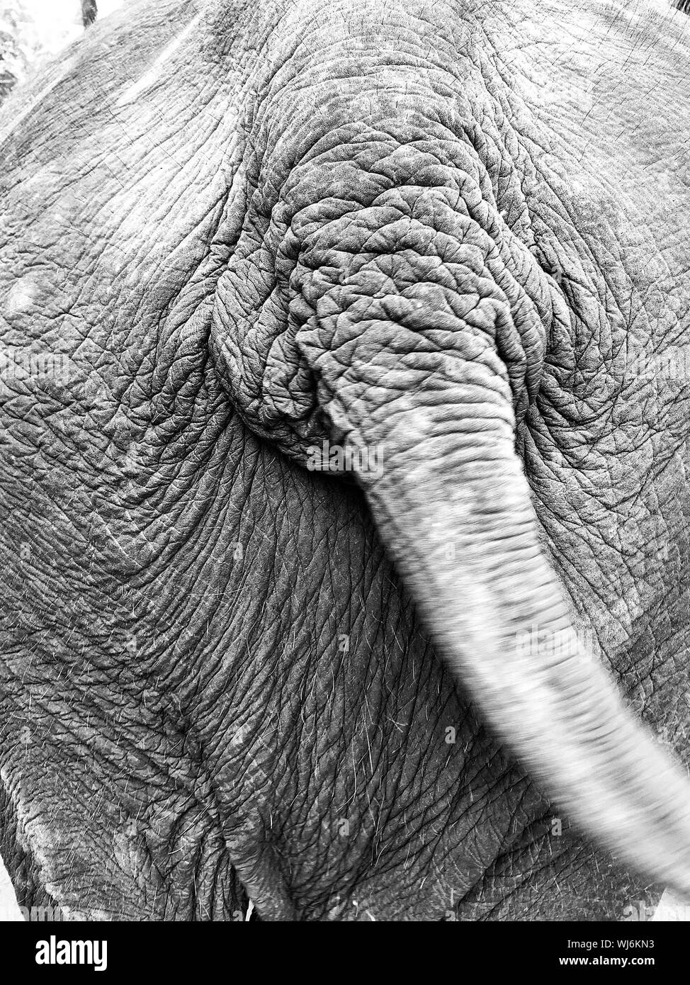 Rear End Elephant High Resolution Stock Photography and Images - Alamy