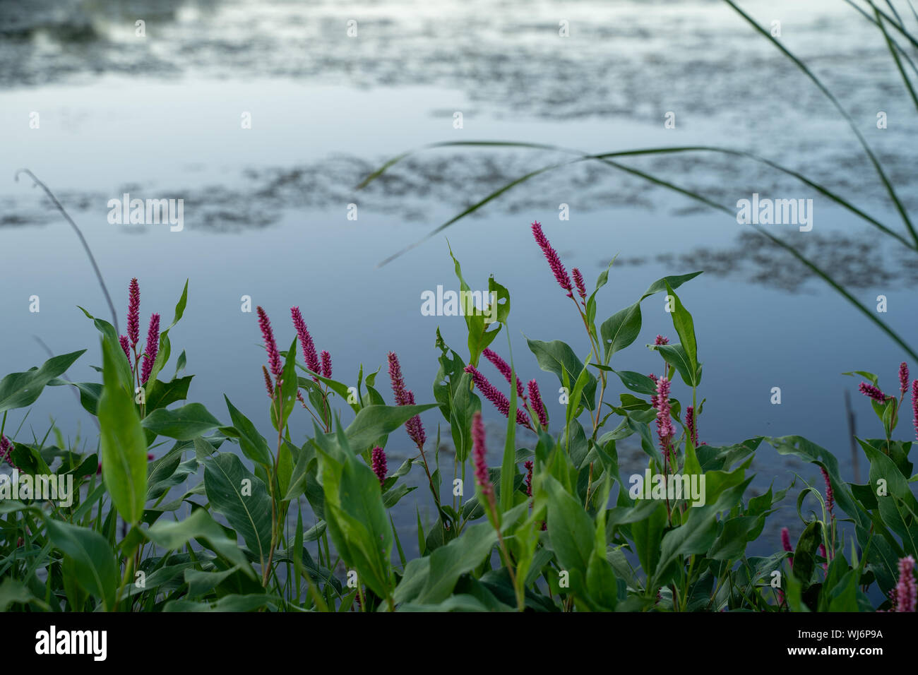 Willow grass (persicaria amphibia) growing in a shallow lake. Taken in ...