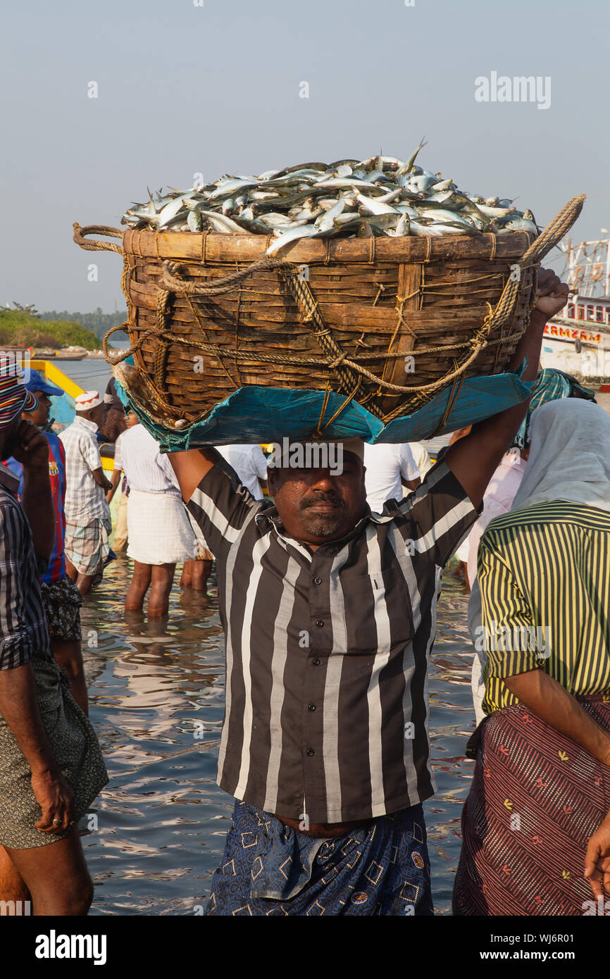 India, Kerala, Ponnani, A fisherman carries a large basket of fish in ...