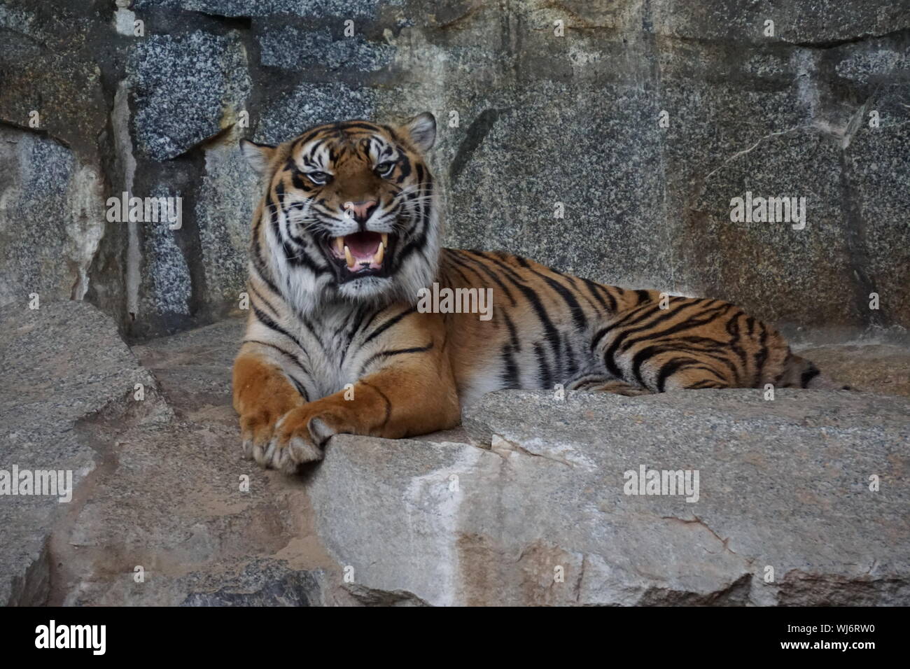 Tiger looking hi-res stock photography and images - Alamy