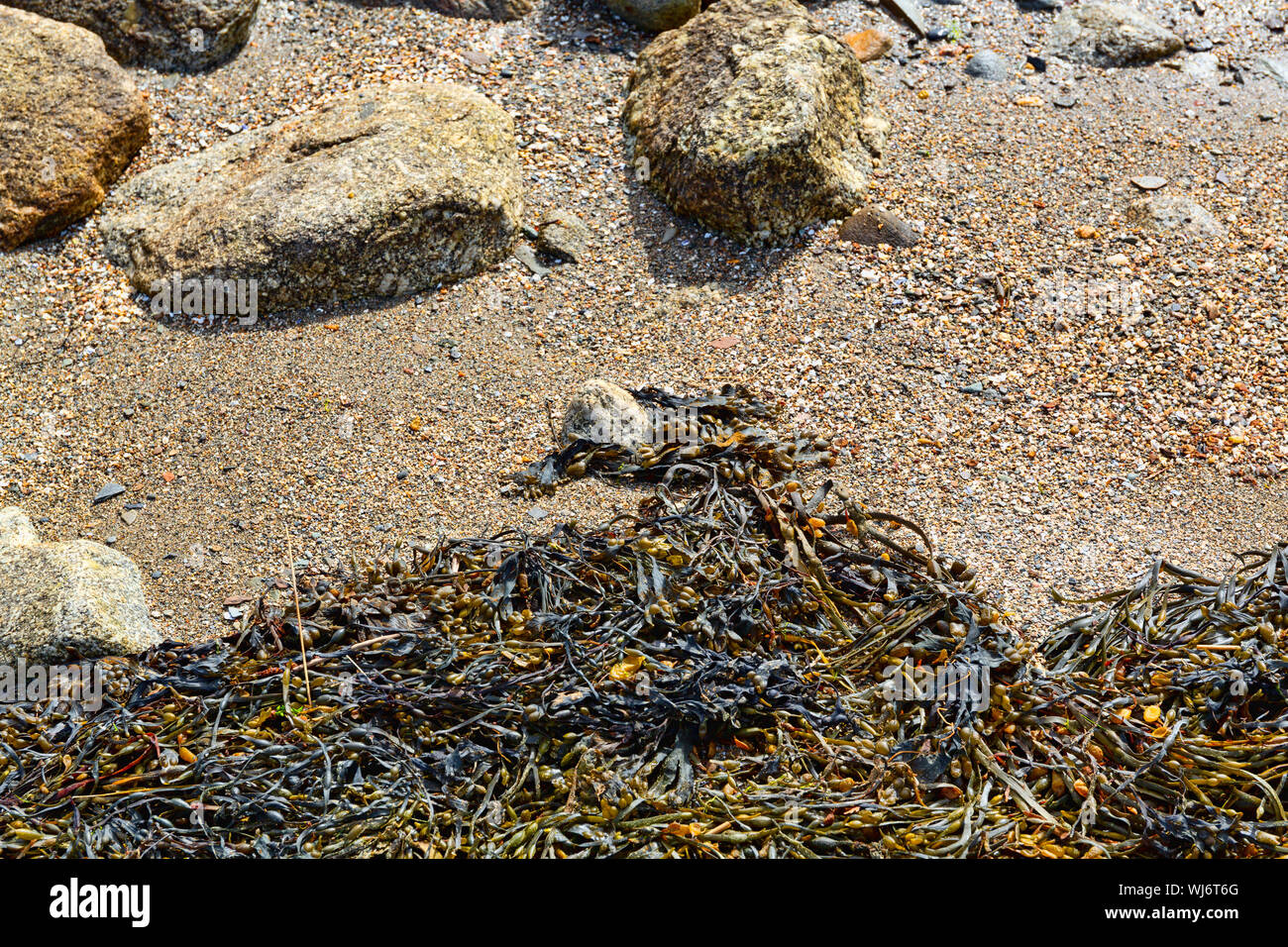 Rocks and seaweed of the shoreline on the coast of Maine with a sandy ...