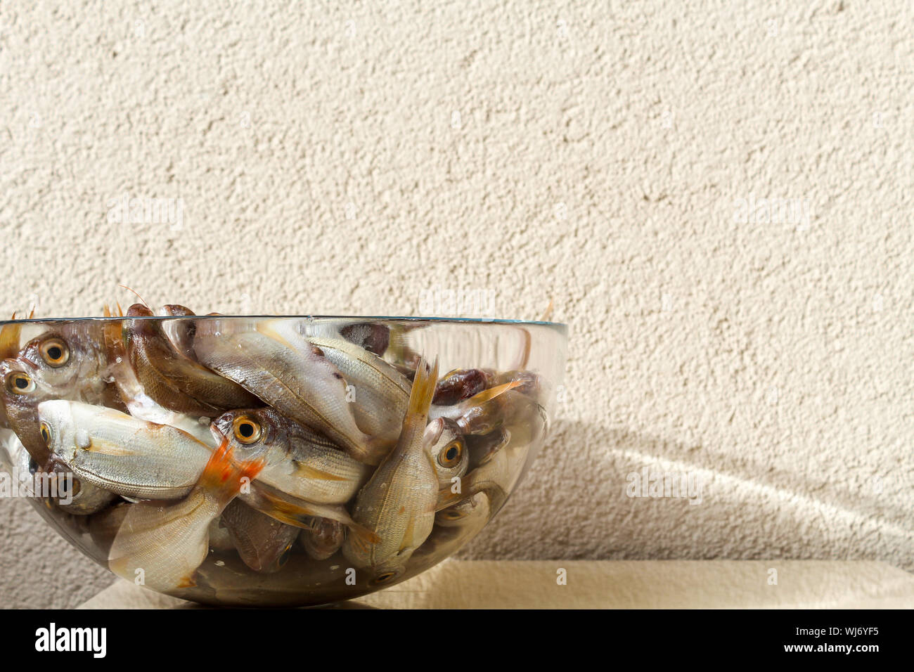 Dead fish underwater hi-res stock photography and images - Alamy