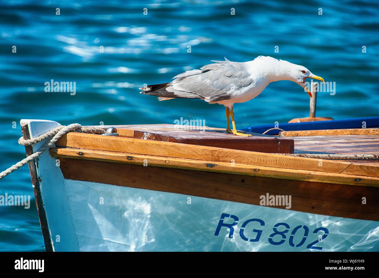 Seagull on boat hi-res stock photography and images - Alamy