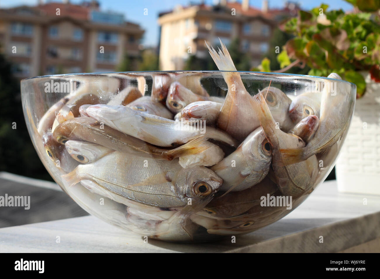 Raw many dead bluefish deep in a glass plate in outdoor Stock Photo - Alamy