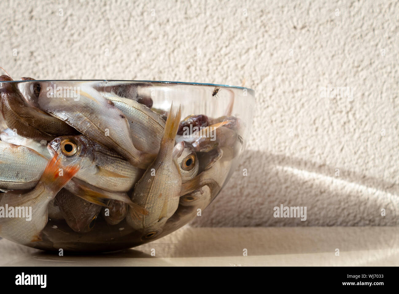 Dead fish underwater hi-res stock photography and images - Alamy