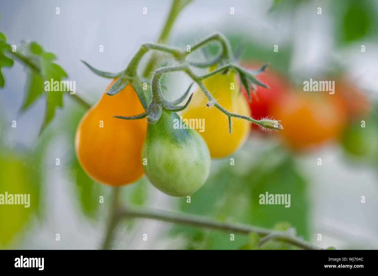 Small cherry tomato plants in the pot at the balcony Stock Photo - Alamy