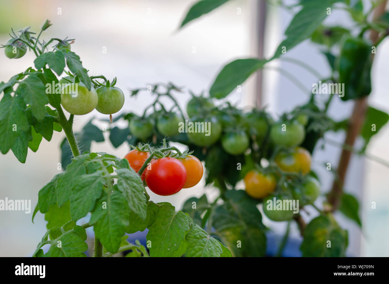 Small tomato plants hi-res stock photography and images - Alamy
