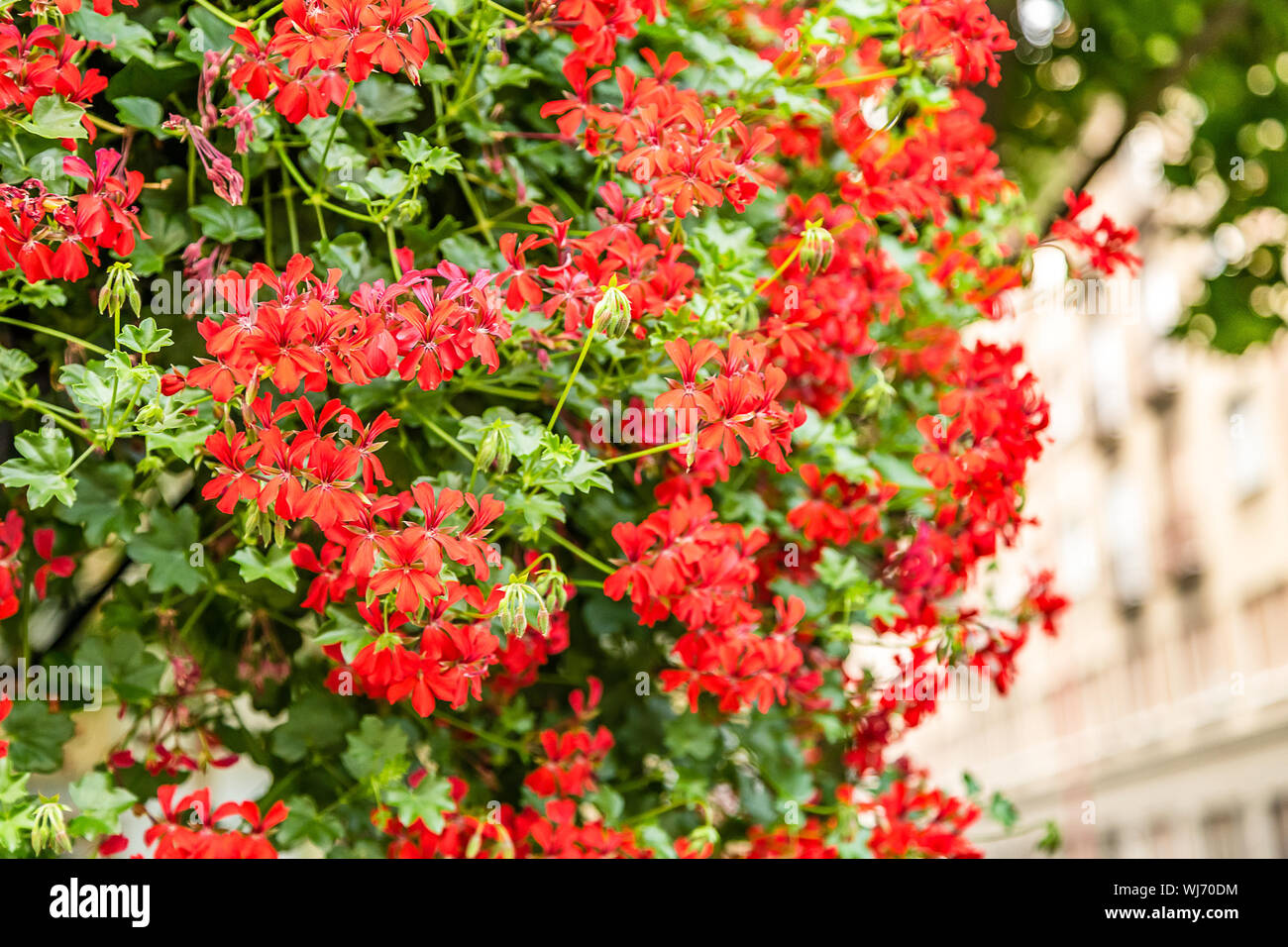 hanging red geraniums near ancient building Stock Photo - Alamy