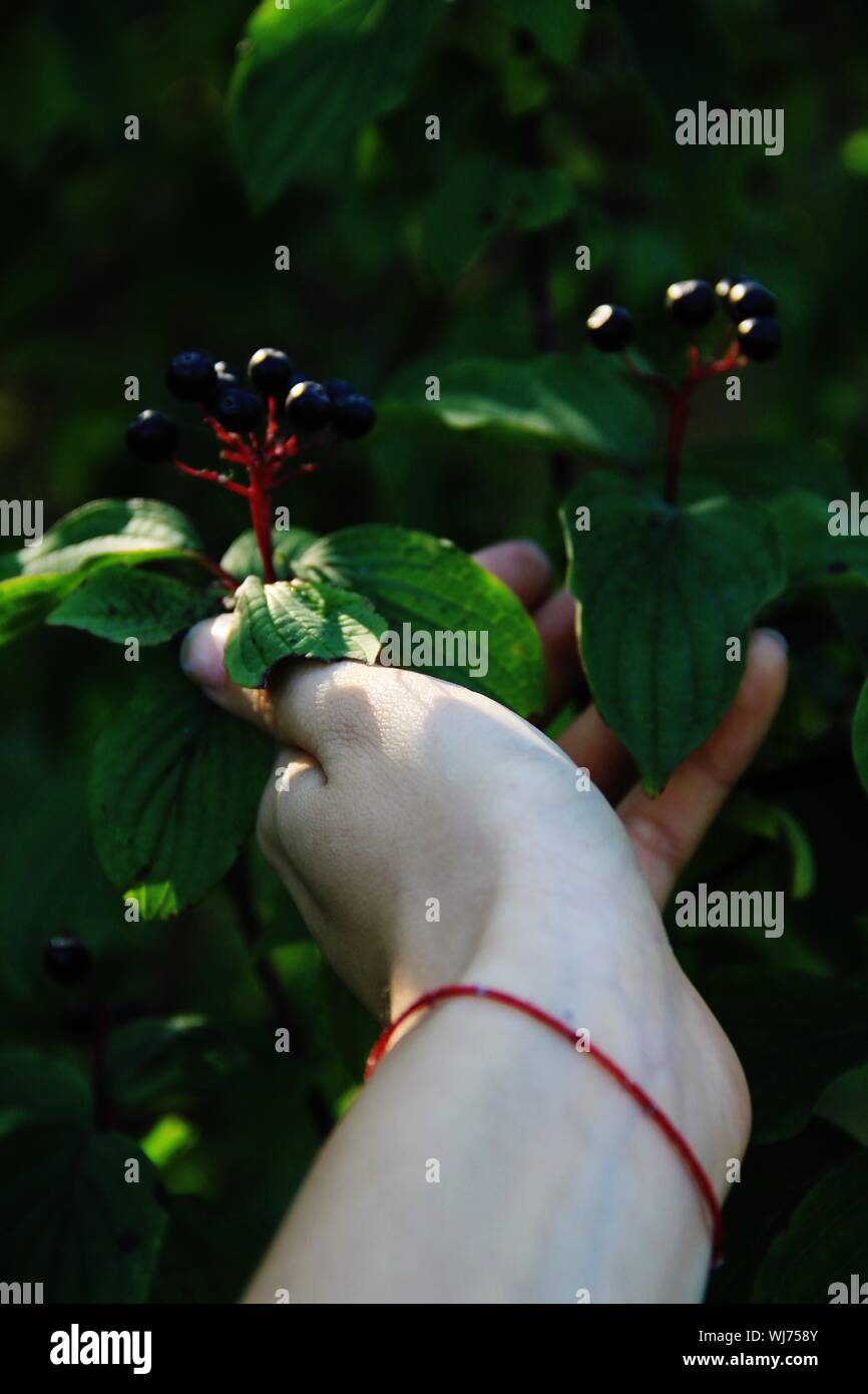 Finger touching plants hi-res stock photography and images - Alamy