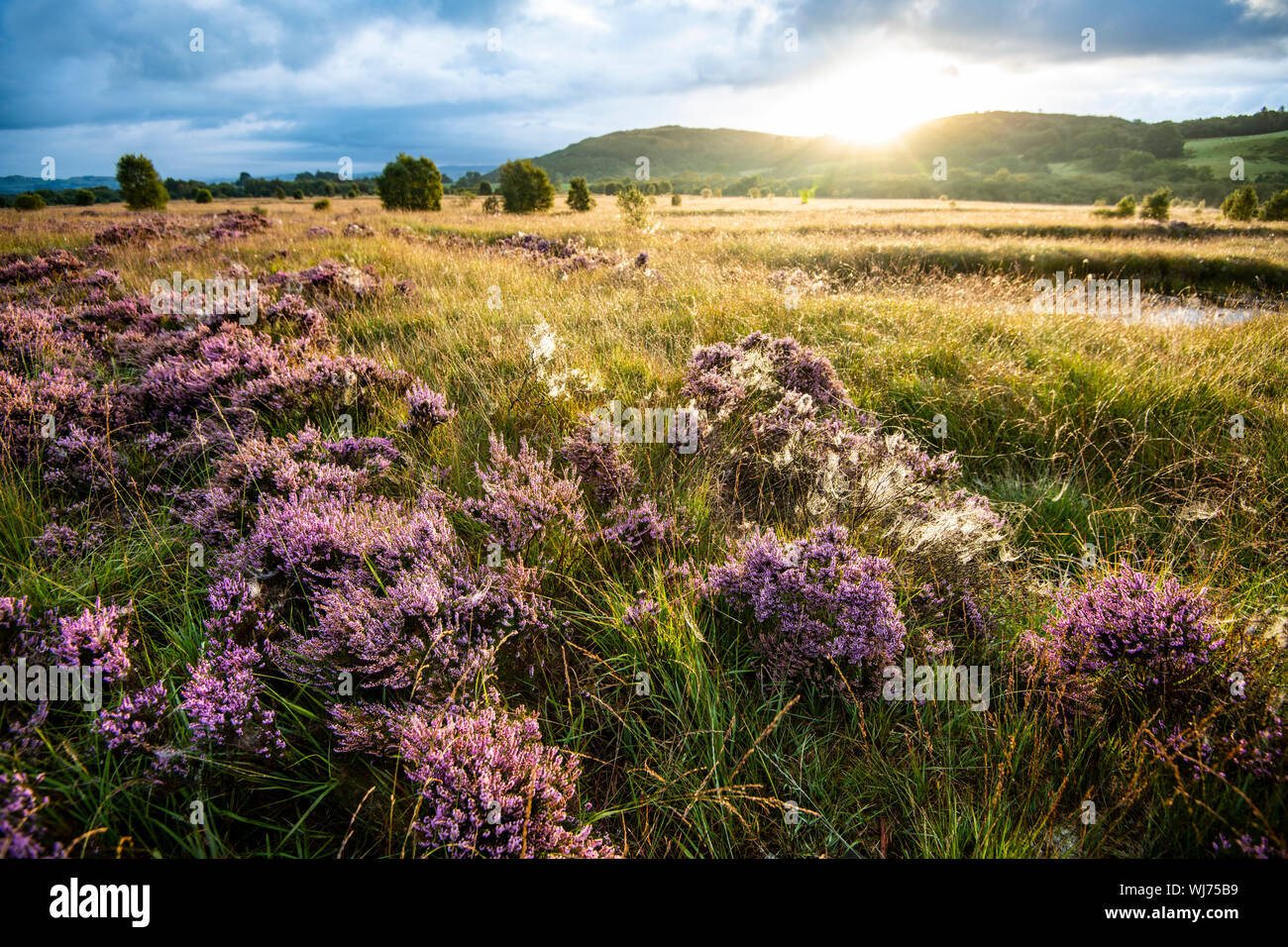 Cors Caron National Nature Reserve near Tregaron, Central Wales Stock ...