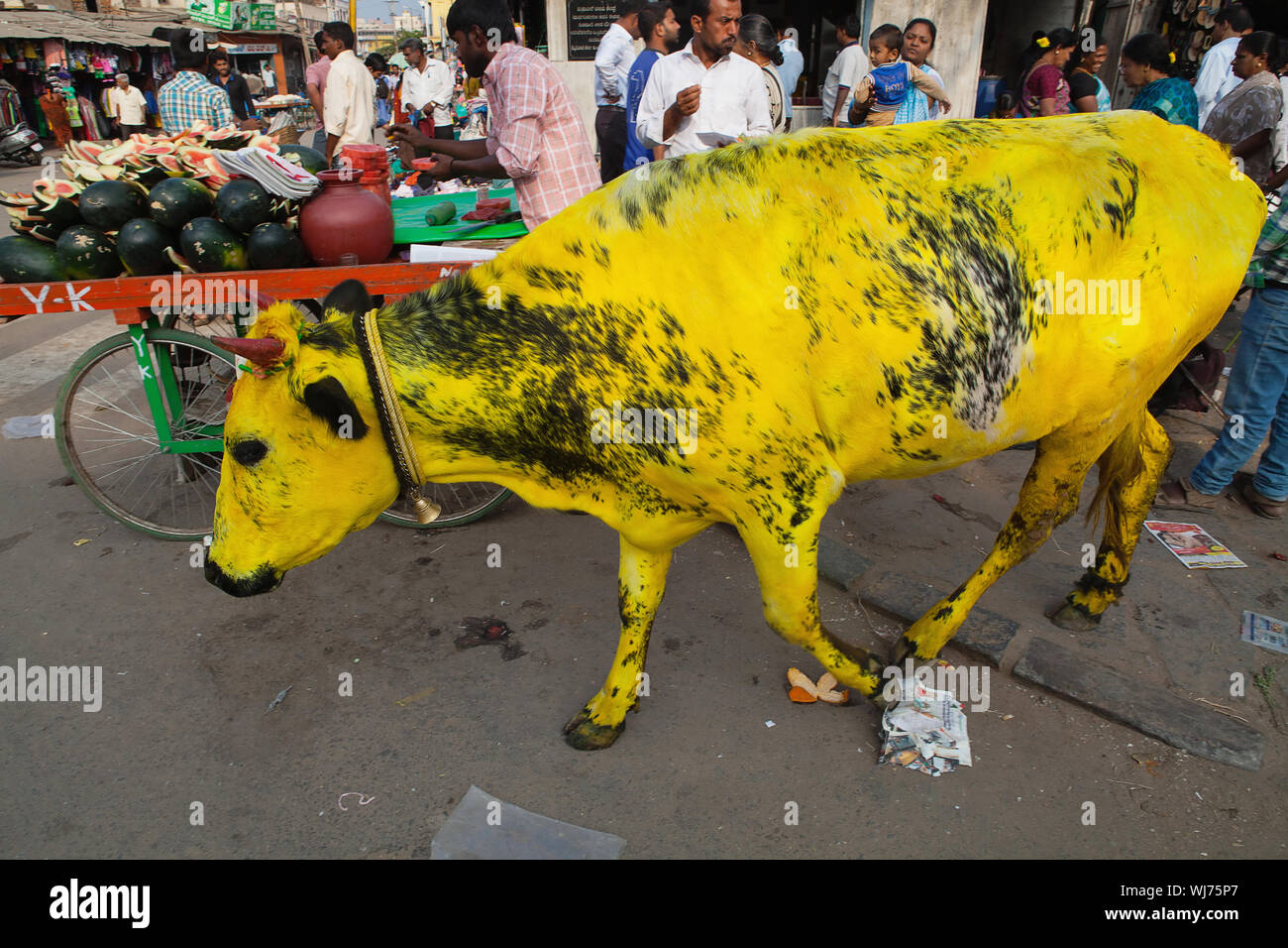 India karnataka mysore cow hi-res stock photography and images - Alamy