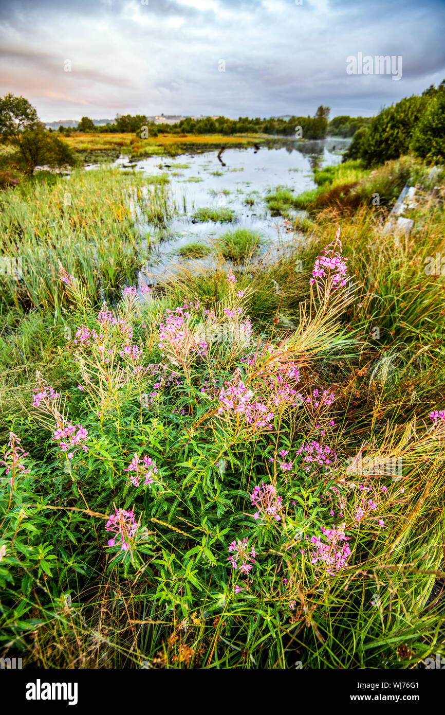 Cors Caron National Nature Reserve near Tregaron, Central Wales Stock ...