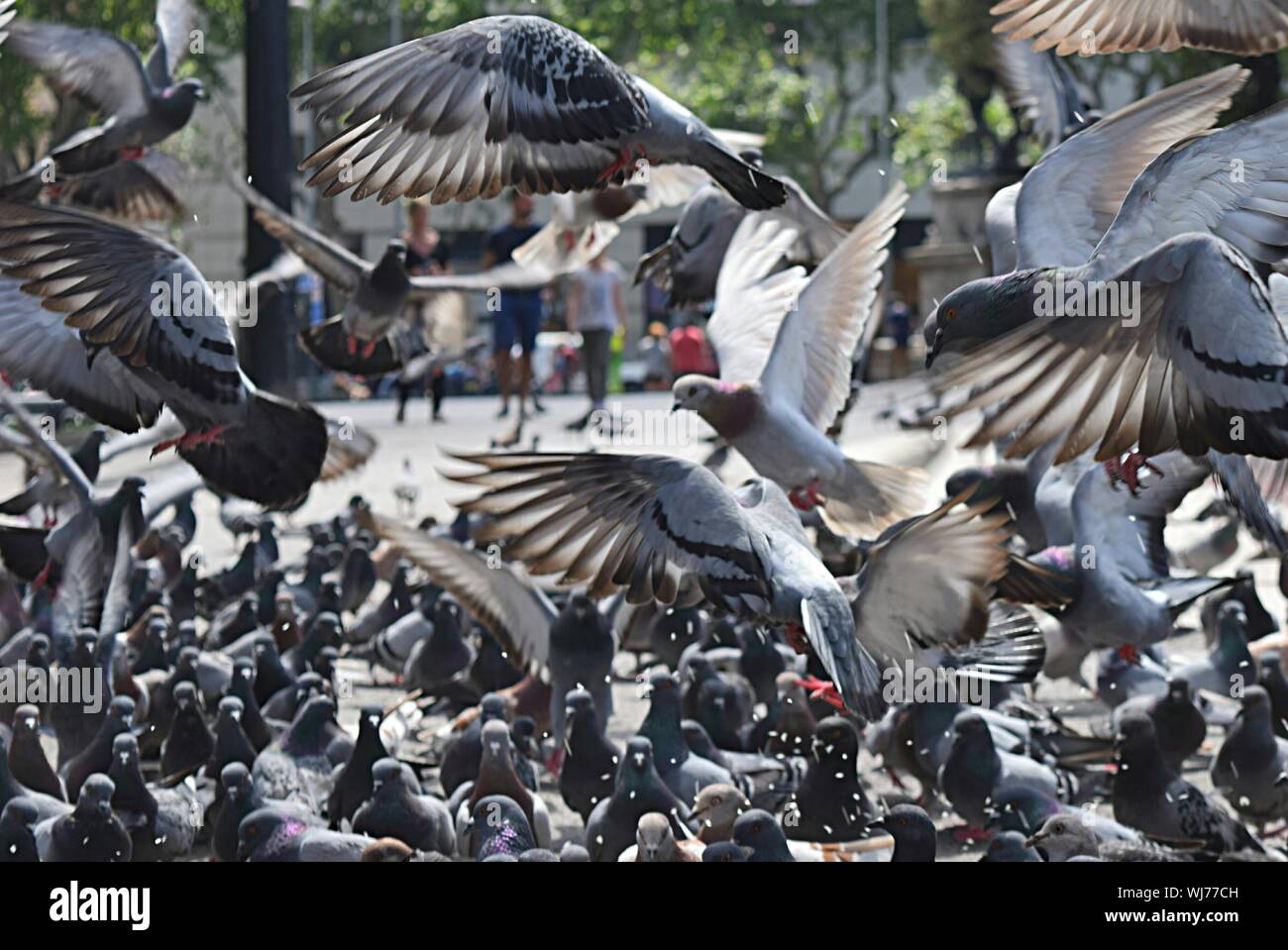 Pigeon city hi-res stock photography and images - Alamy
