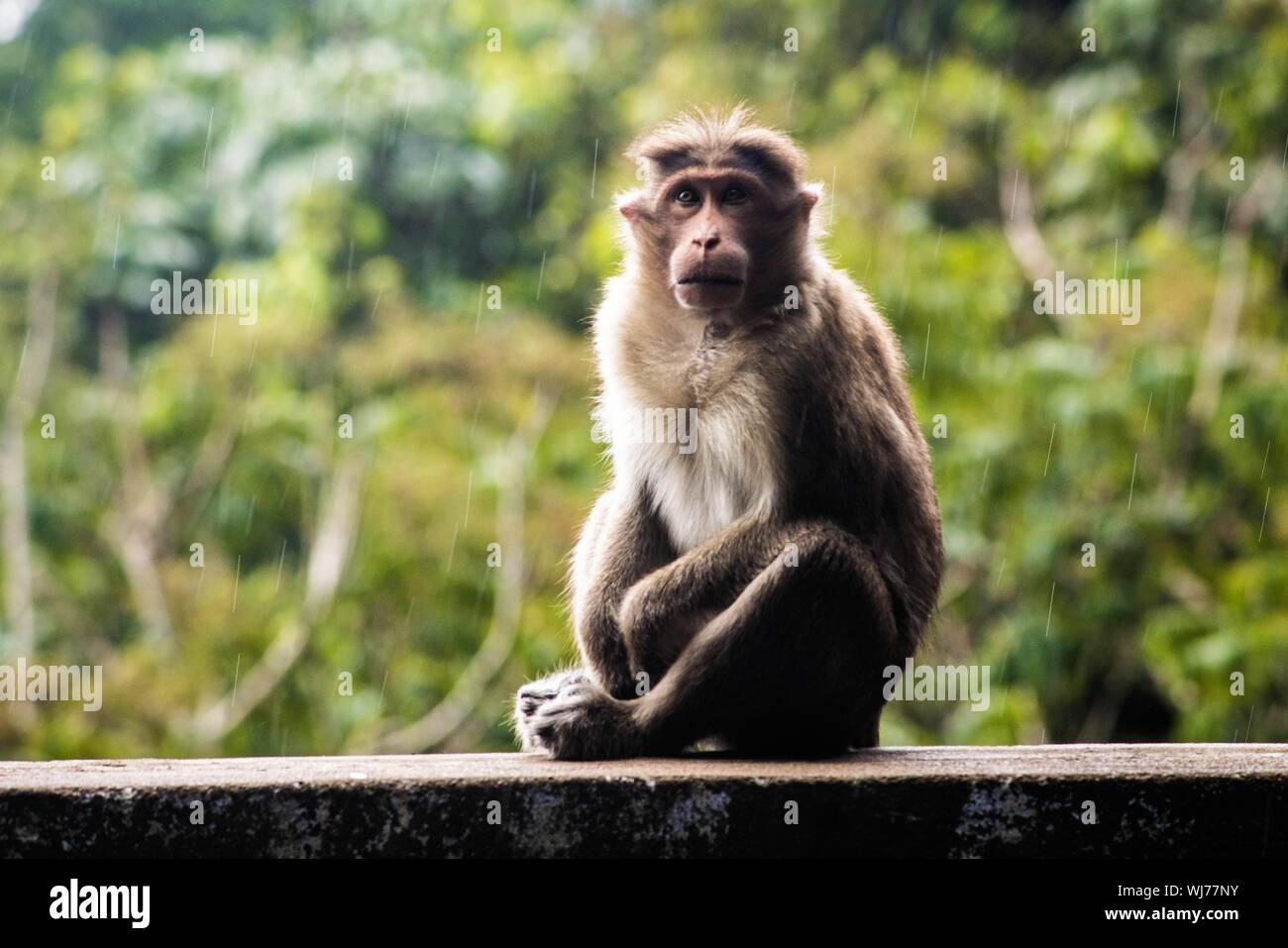 Monkey rain hi-res stock photography and images - Alamy