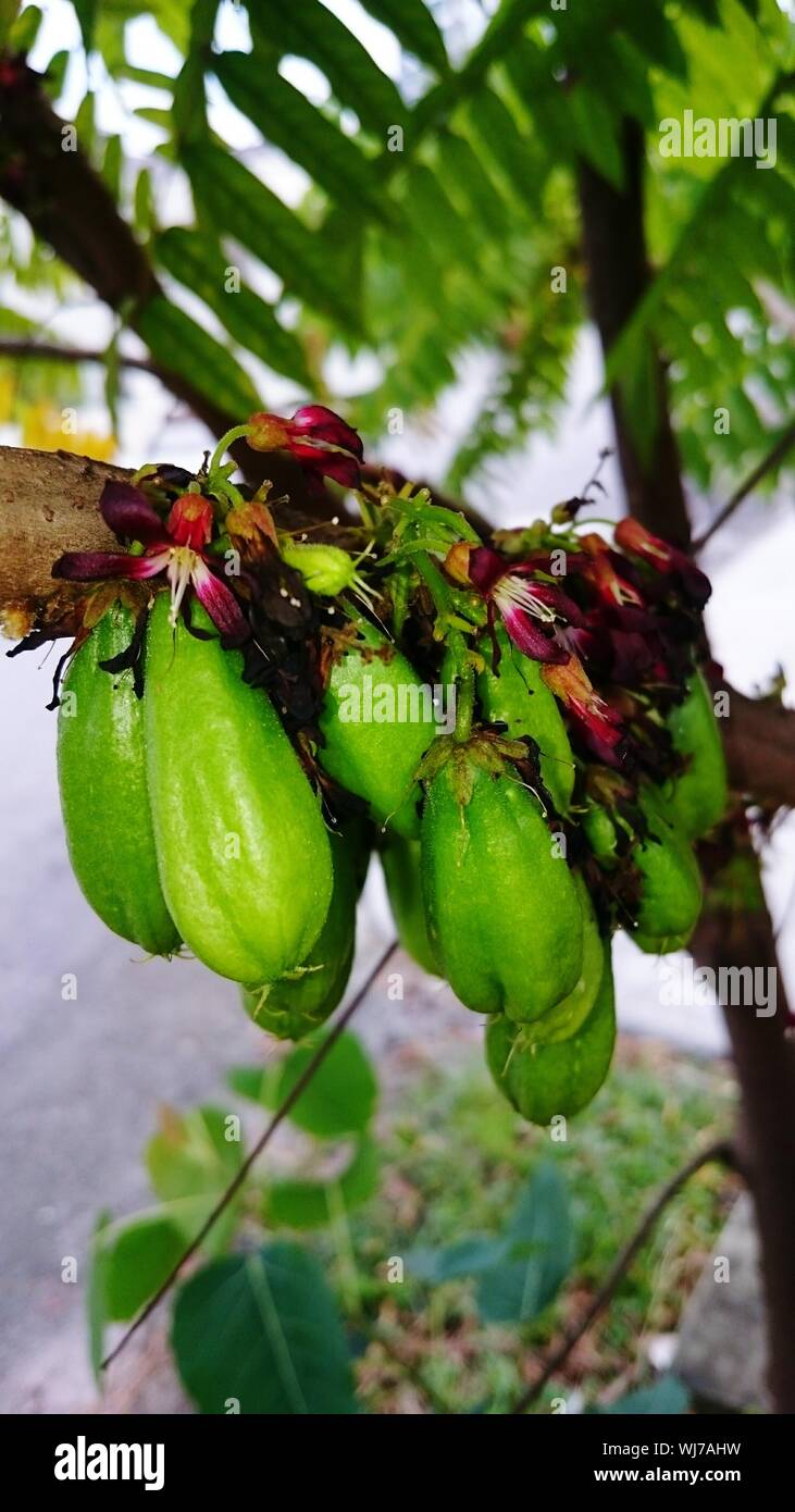 Bilimbi green fruit hi-res stock photography and images - Alamy