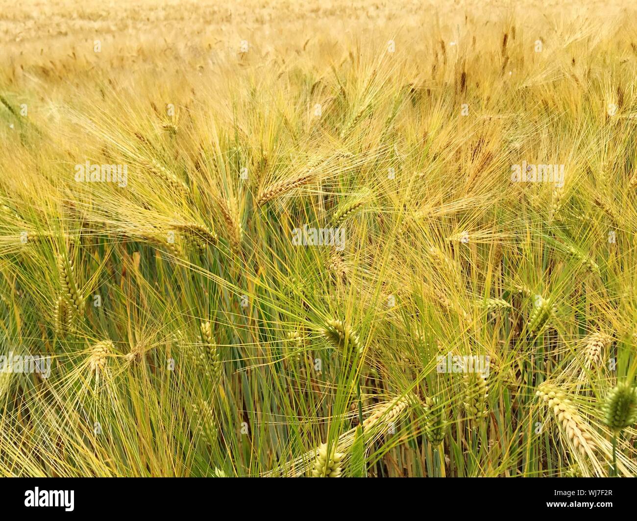 Full of wheat hi-res stock photography and images - Alamy