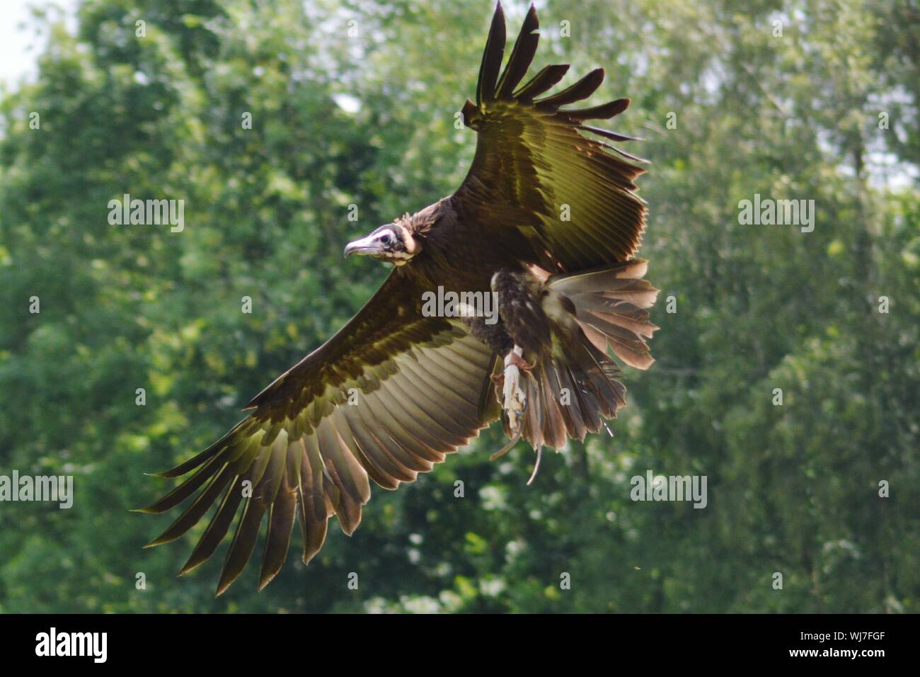 Bird wing kite hi-res stock photography and images - Alamy