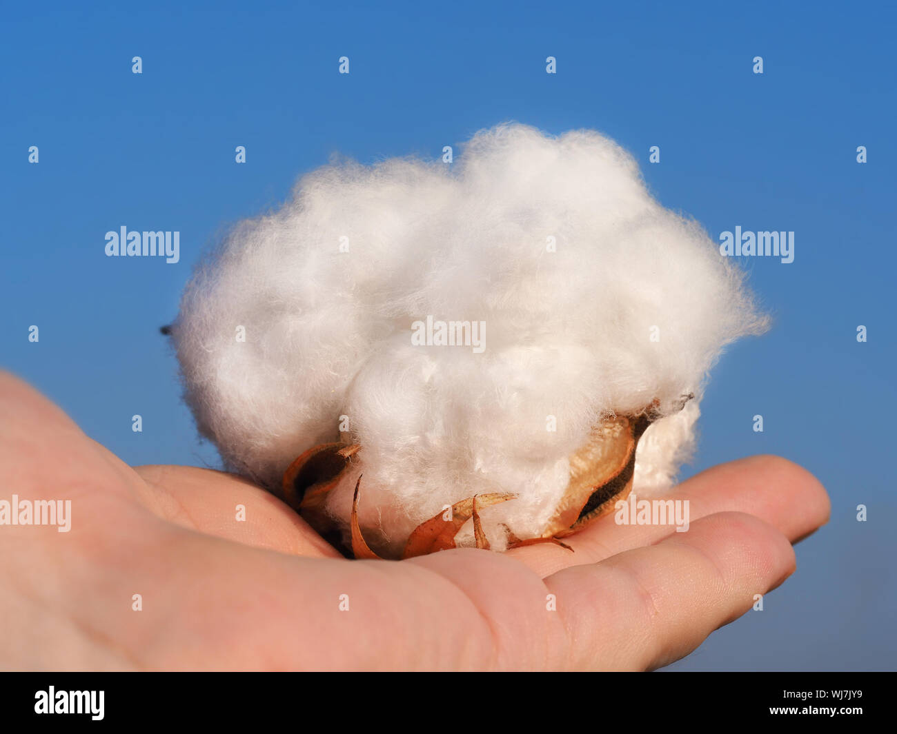 Fluffy skin hi-res stock photography and images - Alamy