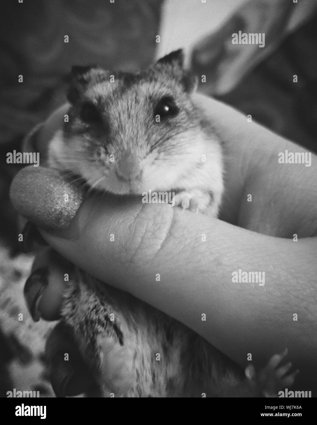 Hand holding hamster hi-res stock photography and images - Alamy