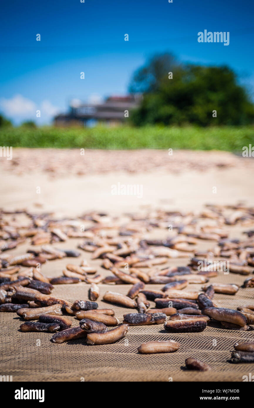 Sea cucumber pattern hi-res stock photography and images - Alamy