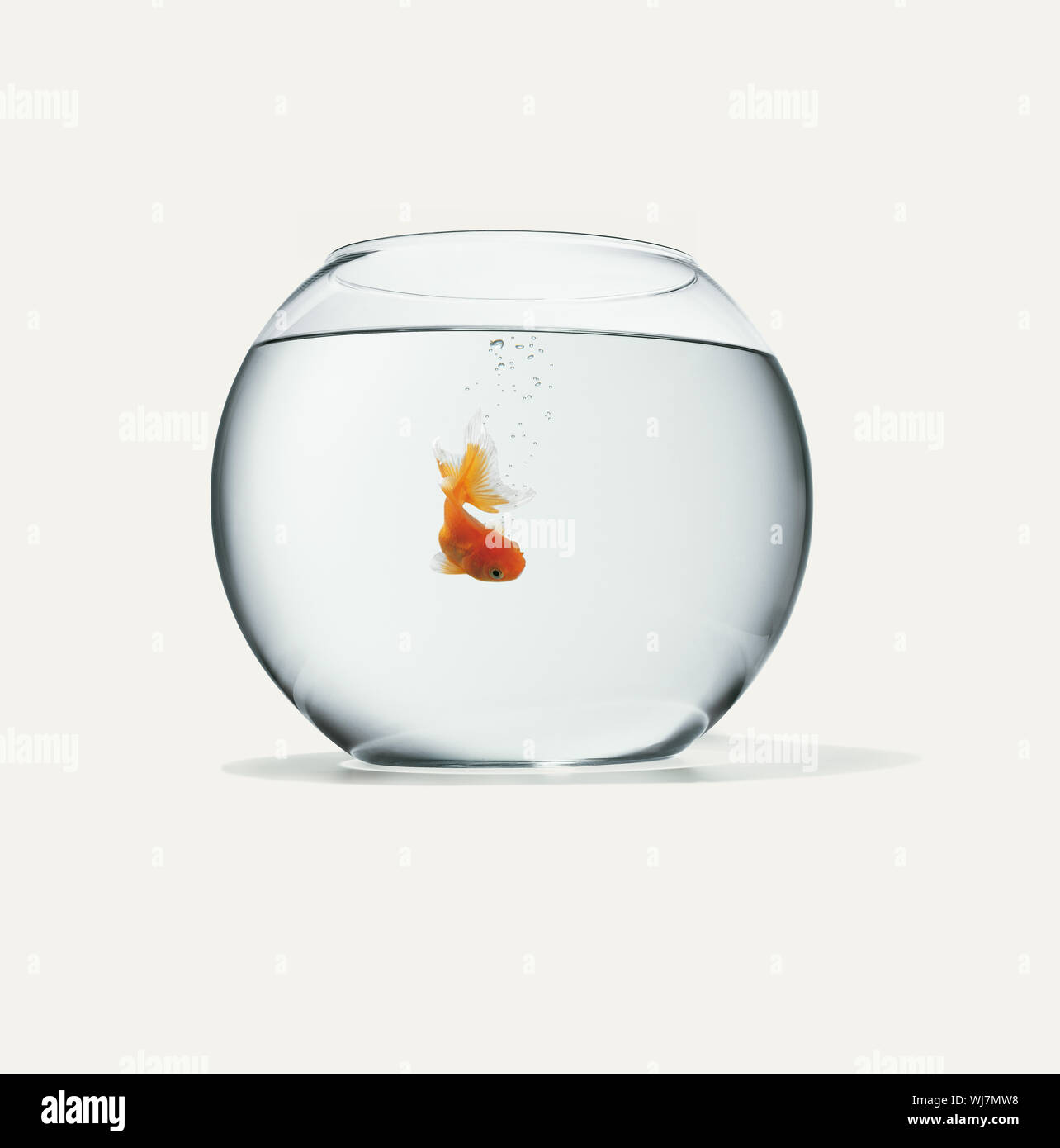 The bowl of goldfish hi-res stock photography and images - Alamy
