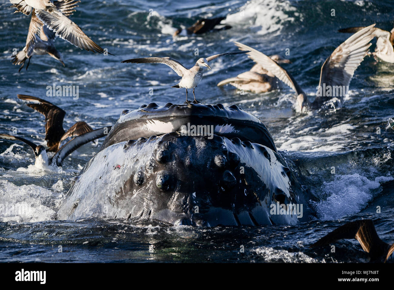 Whale birds hi-res stock photography and images - Alamy
