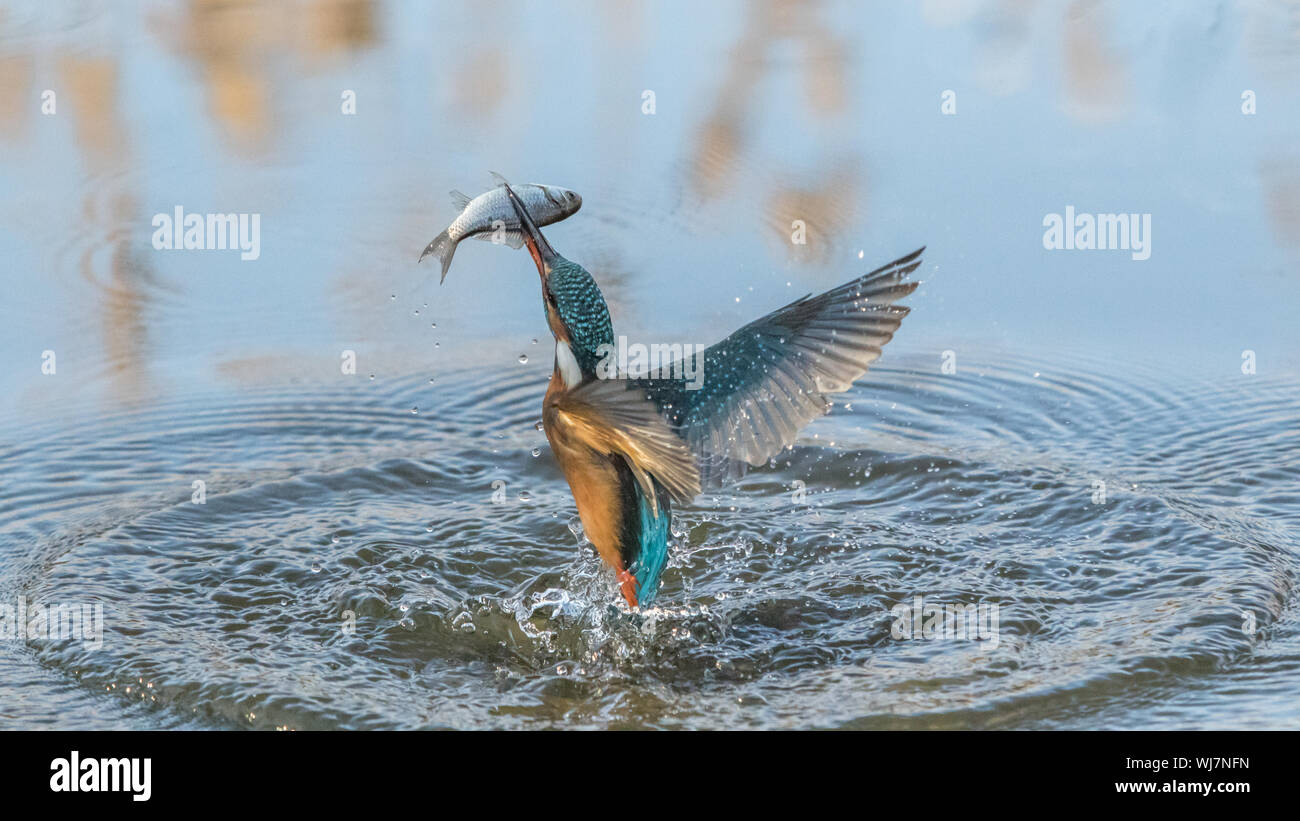 Flying Kingfisher Stock Photos & Flying Kingfisher Stock Images - Alamy