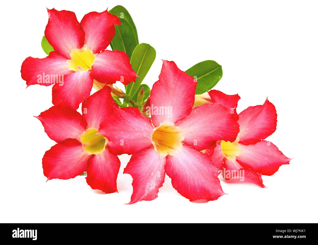 Desert rose flowers on white background Stock Photo - Alamy