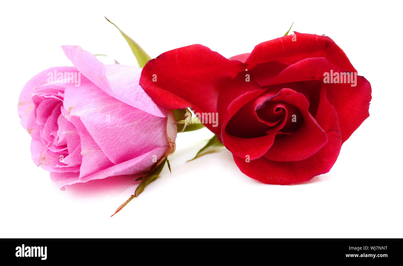 Two beautiful red roses on a white background Stock Photo - Alamy