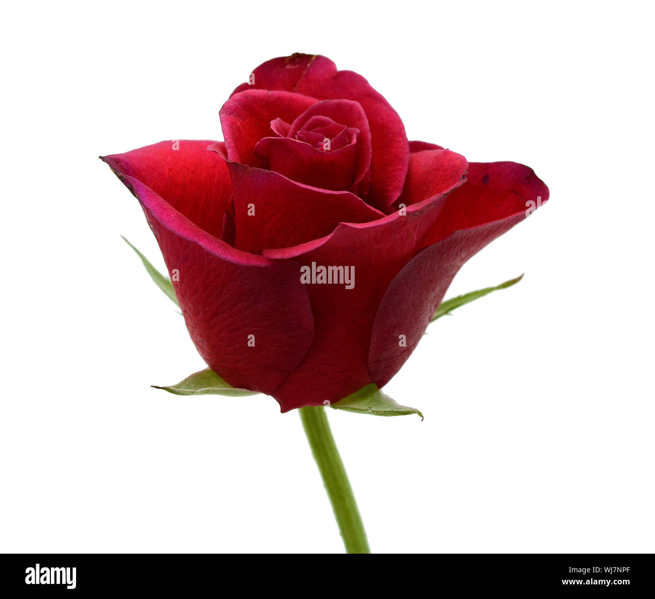 Single red rose isolated on white background Stock Photo - Alamy