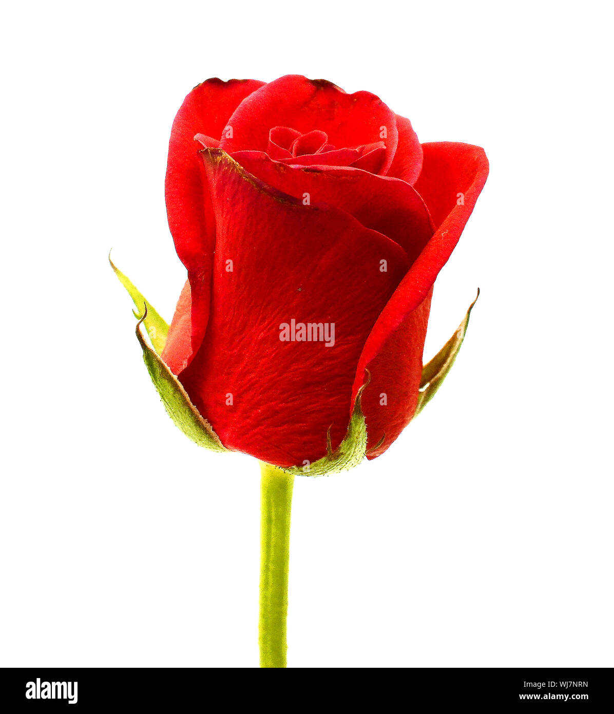 Single red rose isolated on white background Stock Photo - Alamy