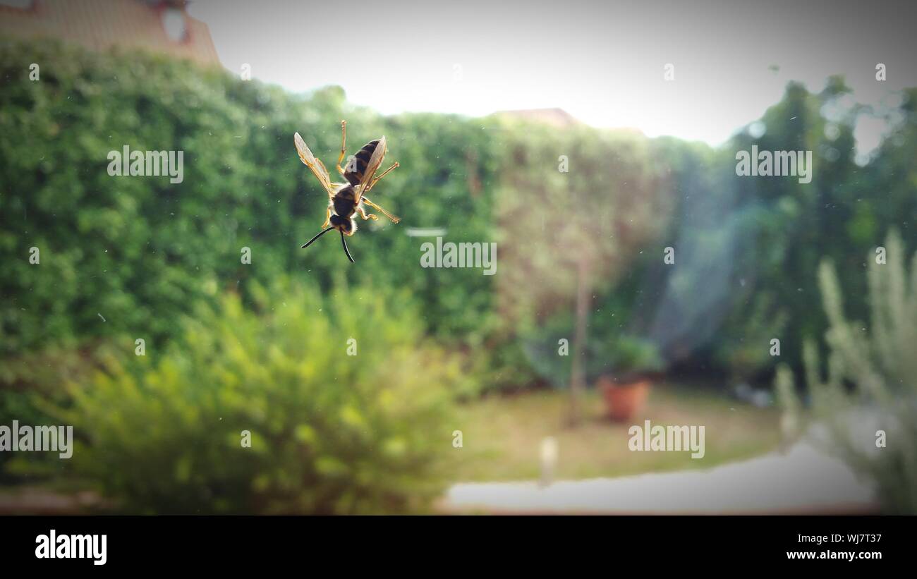 Fly into trees High Resolution Stock Photography and Images - Alamy