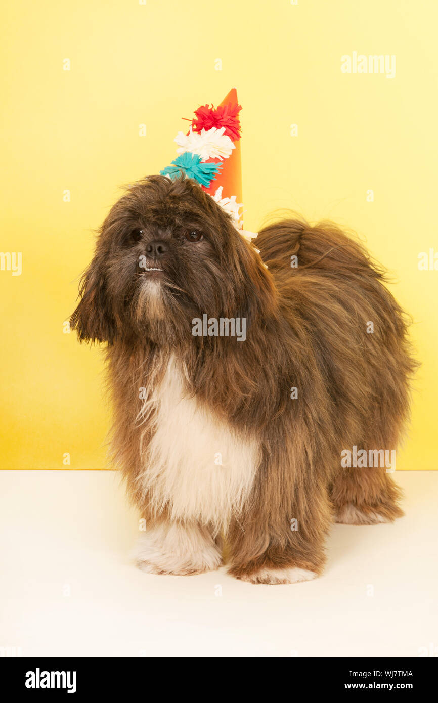 Portrait Laso Apso in frint of yellow background Stock Photo - Alamy
